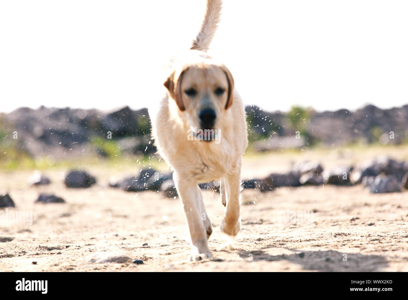 happy dog play on the ground Stock Photo - Alamy
