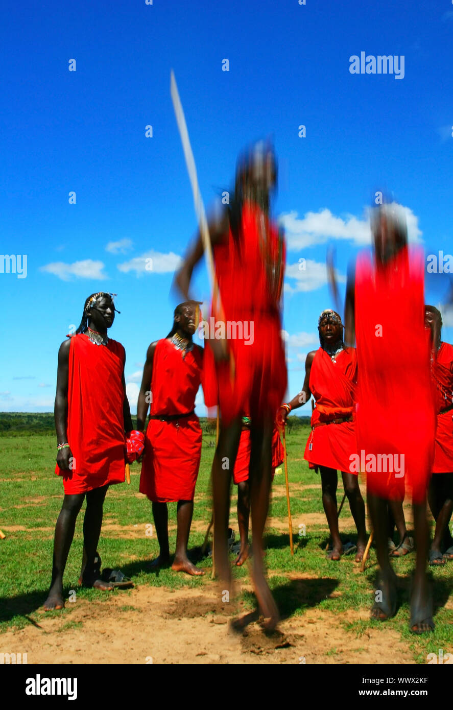 Masai warrior dancing traditional dance. Africa. Kenya. Masai Mara ...