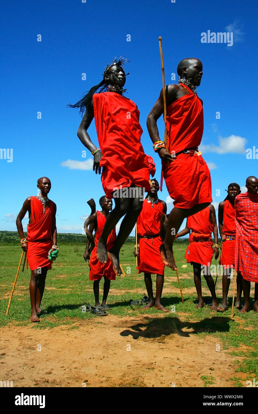 Masai warrior dancing traditional dance. Africa. Kenya. Masai Mara ...