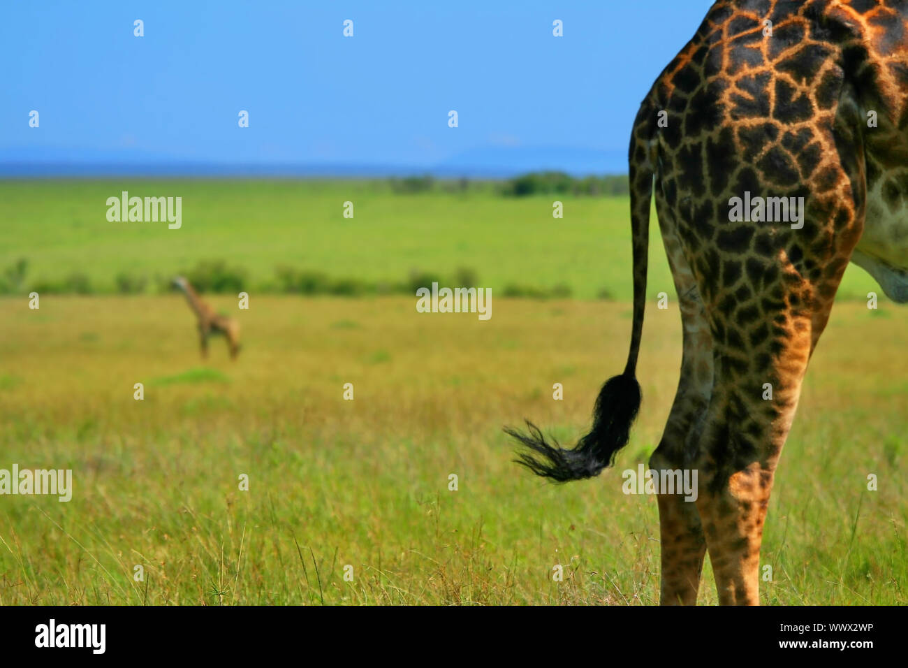 Giraffe tail hi-res stock photography and images - Alamy