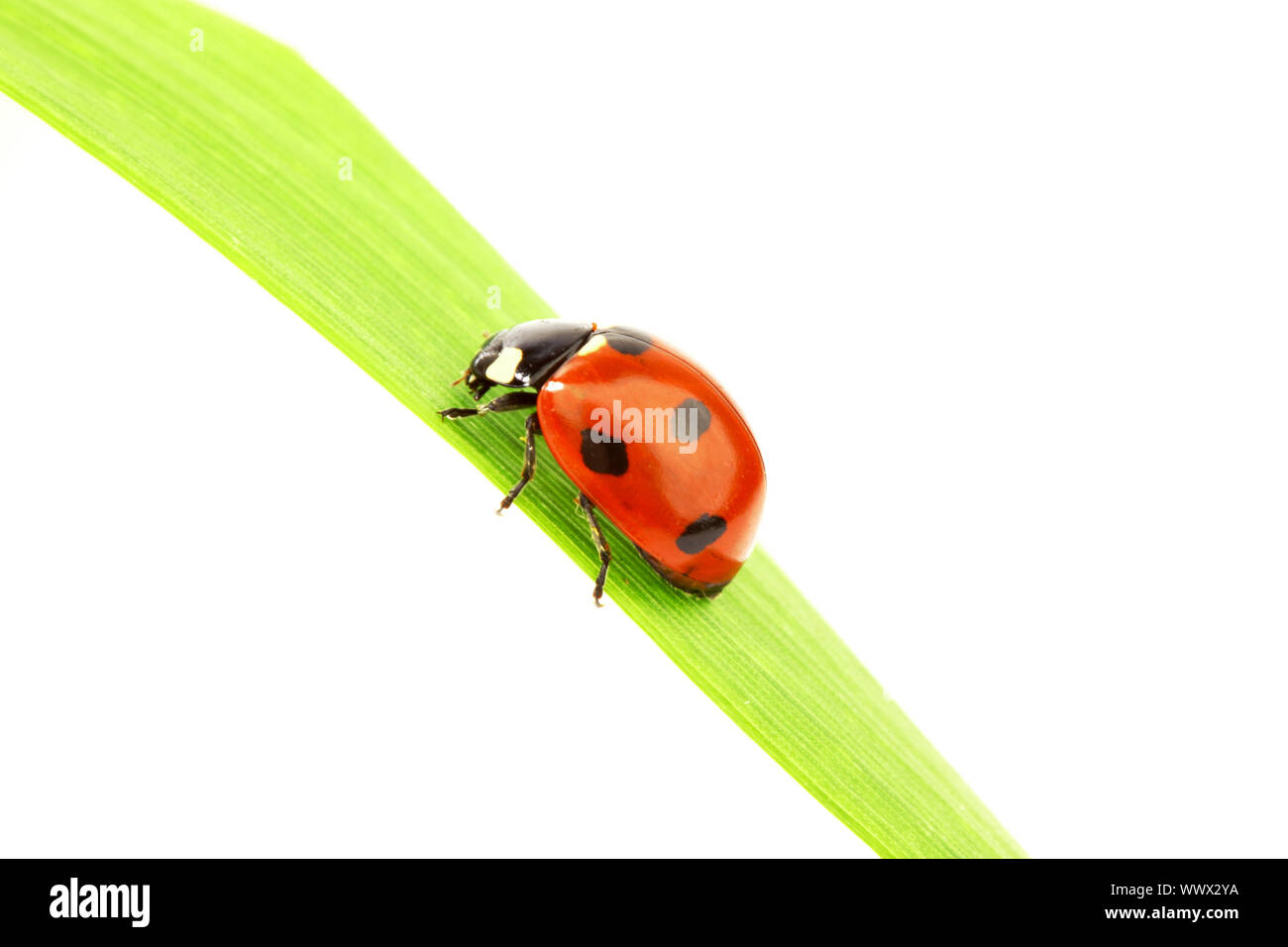 ladybug on green grass isolated white background Stock Photo - Alamy