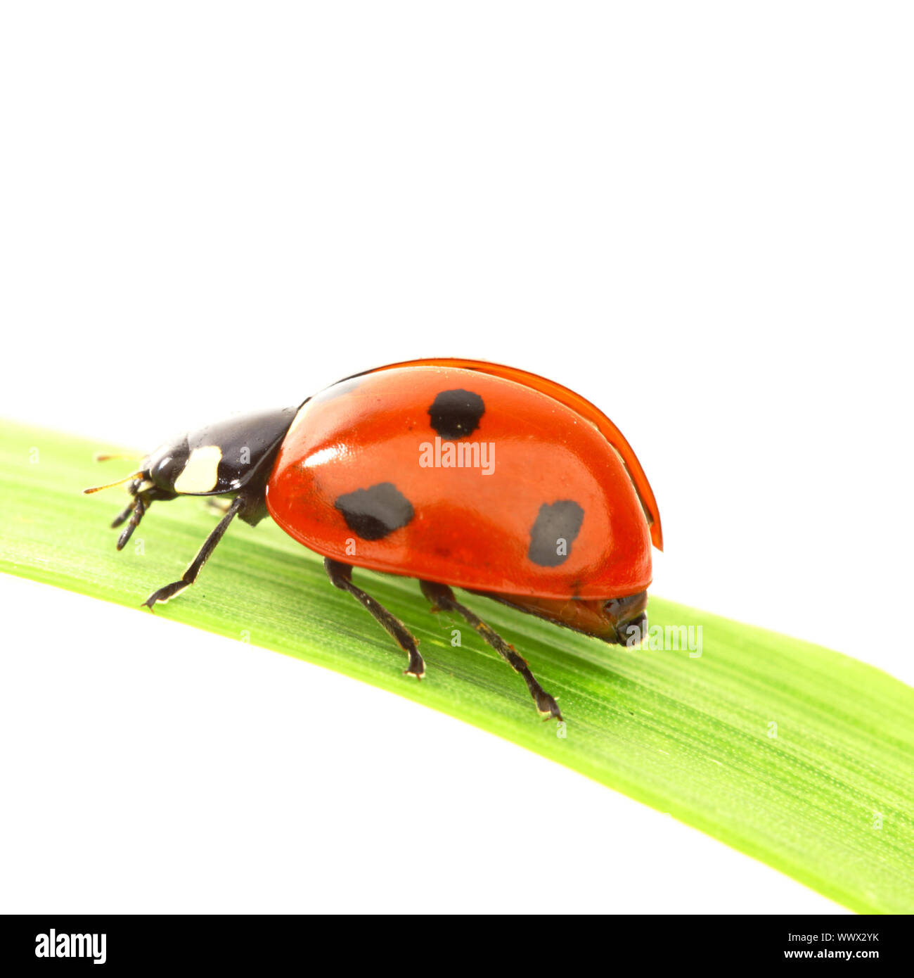 ladybug on green grass isolated white background Stock Photo - Alamy