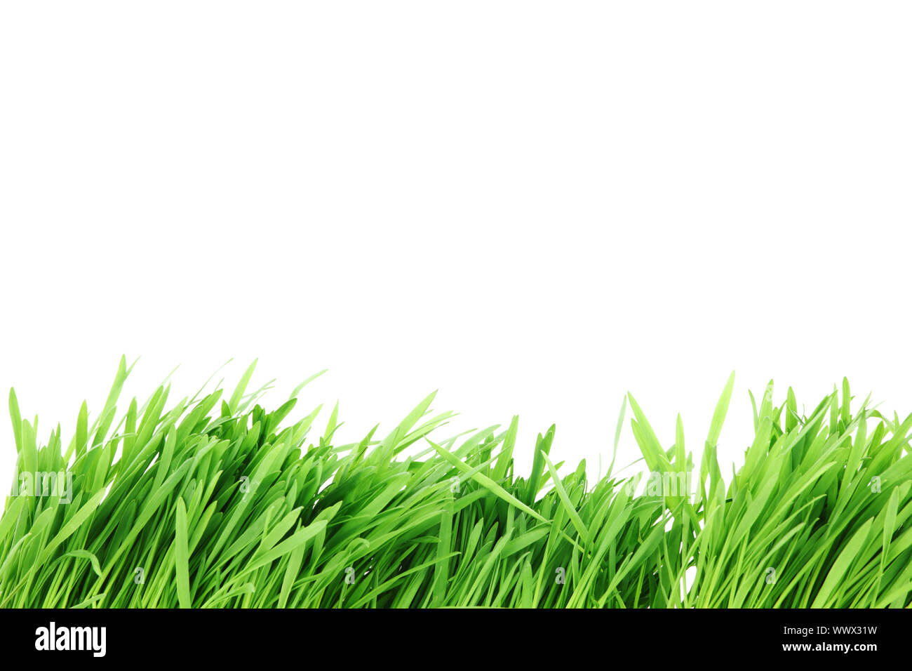 grass isolated on white background Stock Photo - Alamy