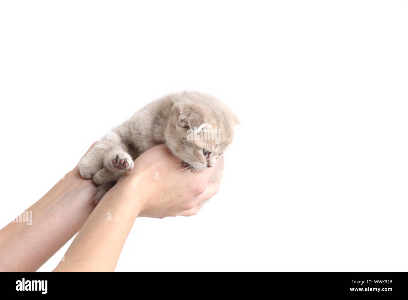 cat in hands isolated on white background Stock Photo - Alamy