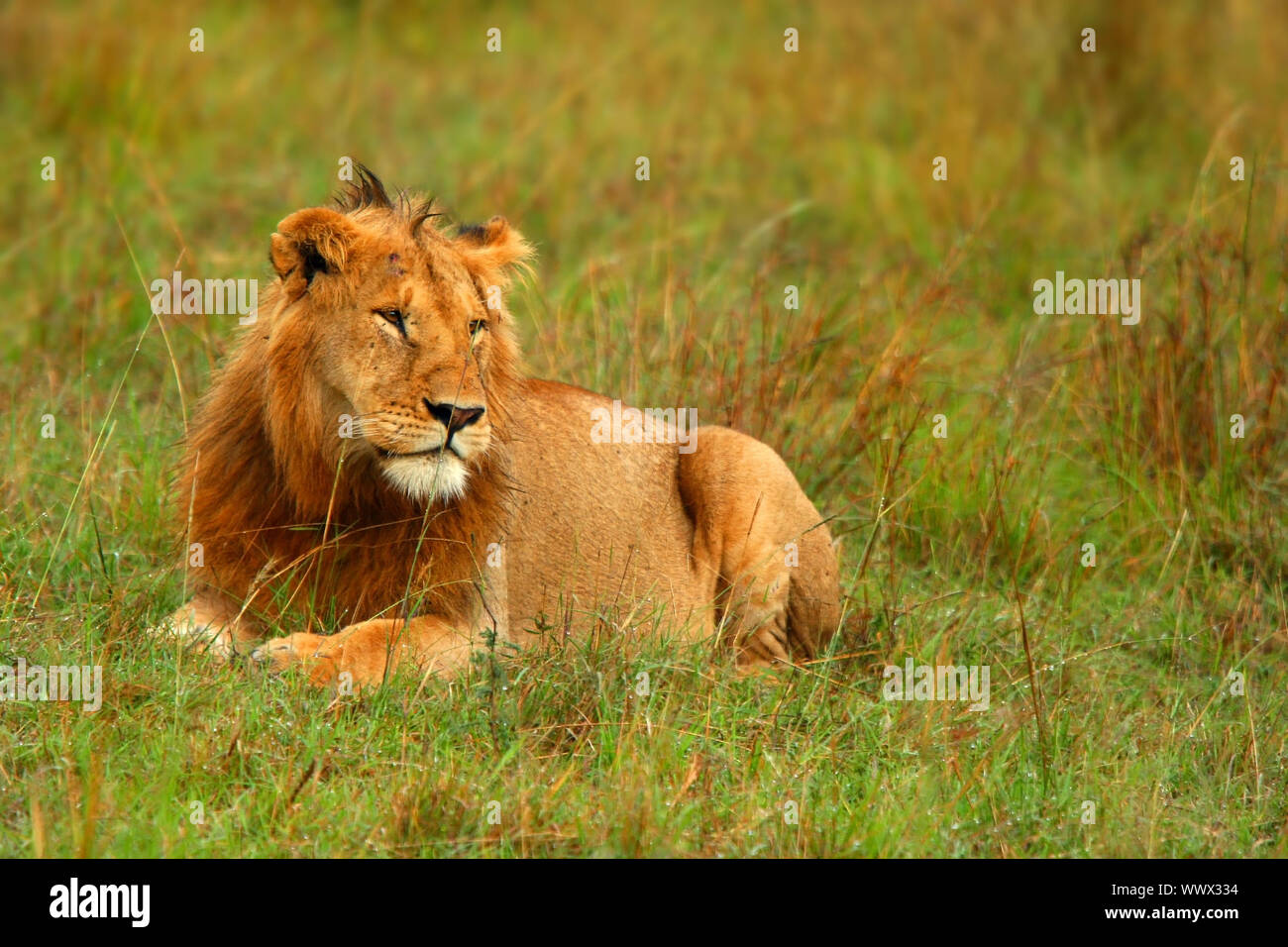 African savanna lion hi-res stock photography and images - Alamy