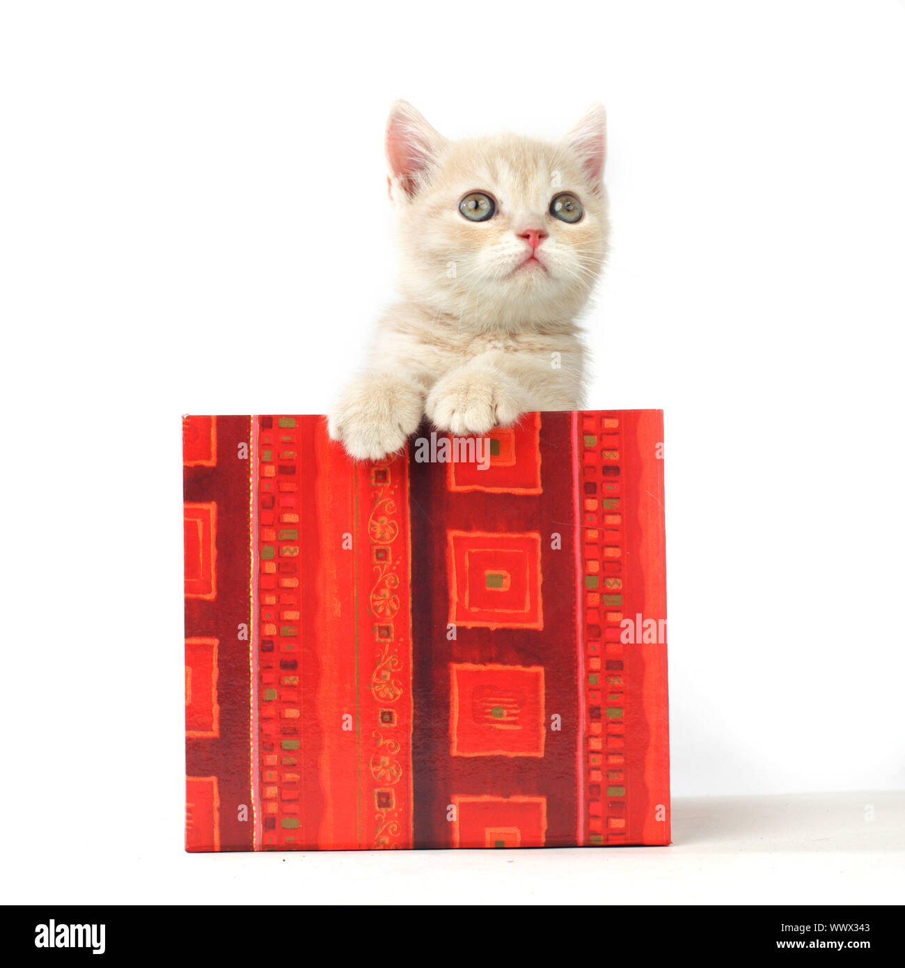 cat in gift box isolated on white background Stock Photo - Alamy
