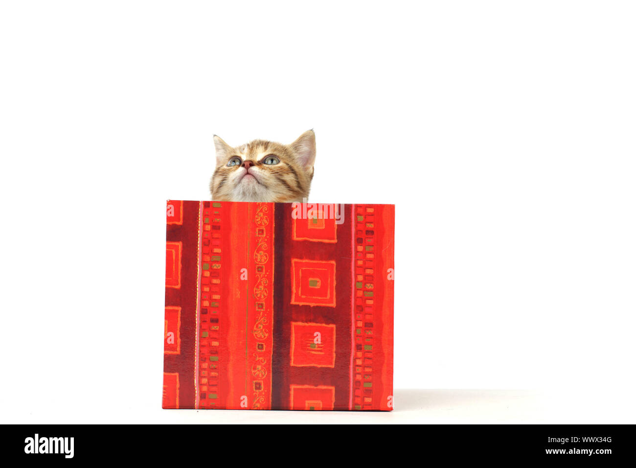 cat in gift box isolated on white background Stock Photo - Alamy