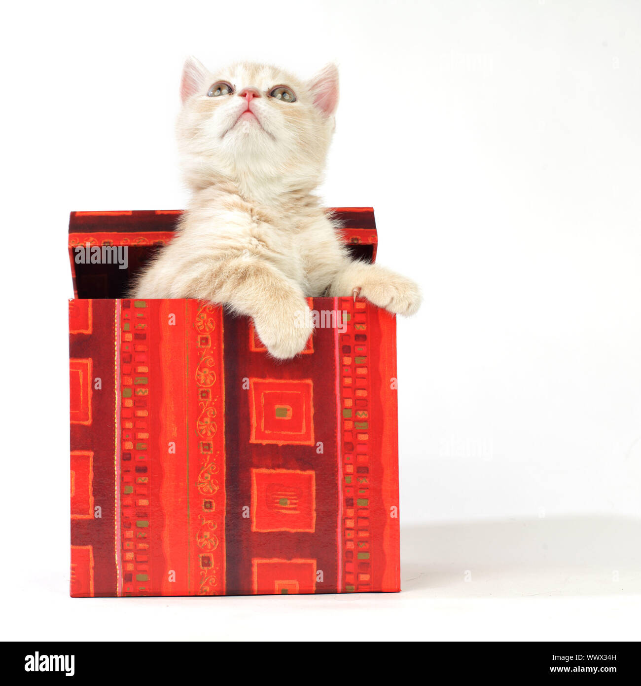 cat in gift box isolated on white background Stock Photo - Alamy