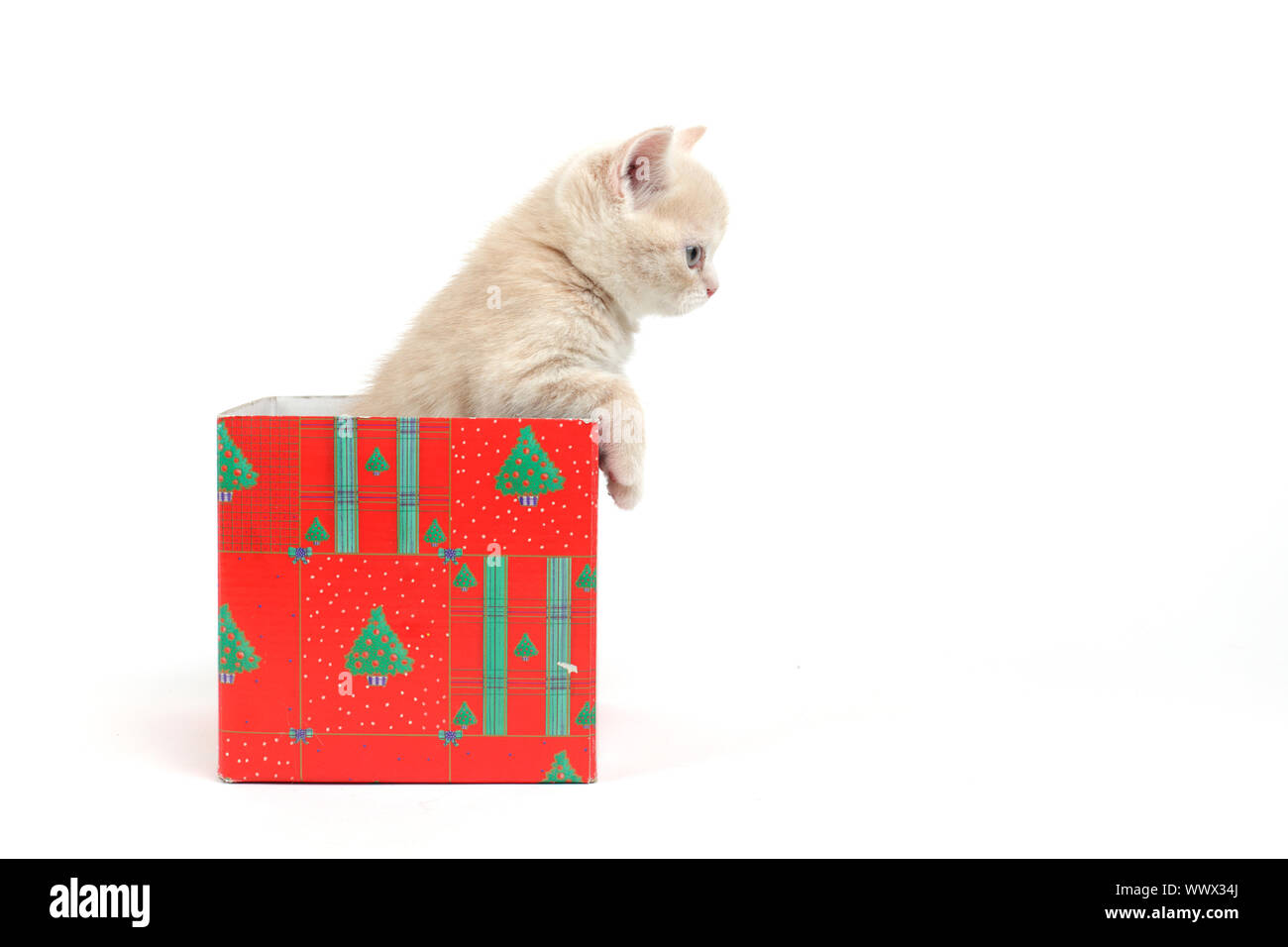 cat in gift box isolated on white background Stock Photo - Alamy