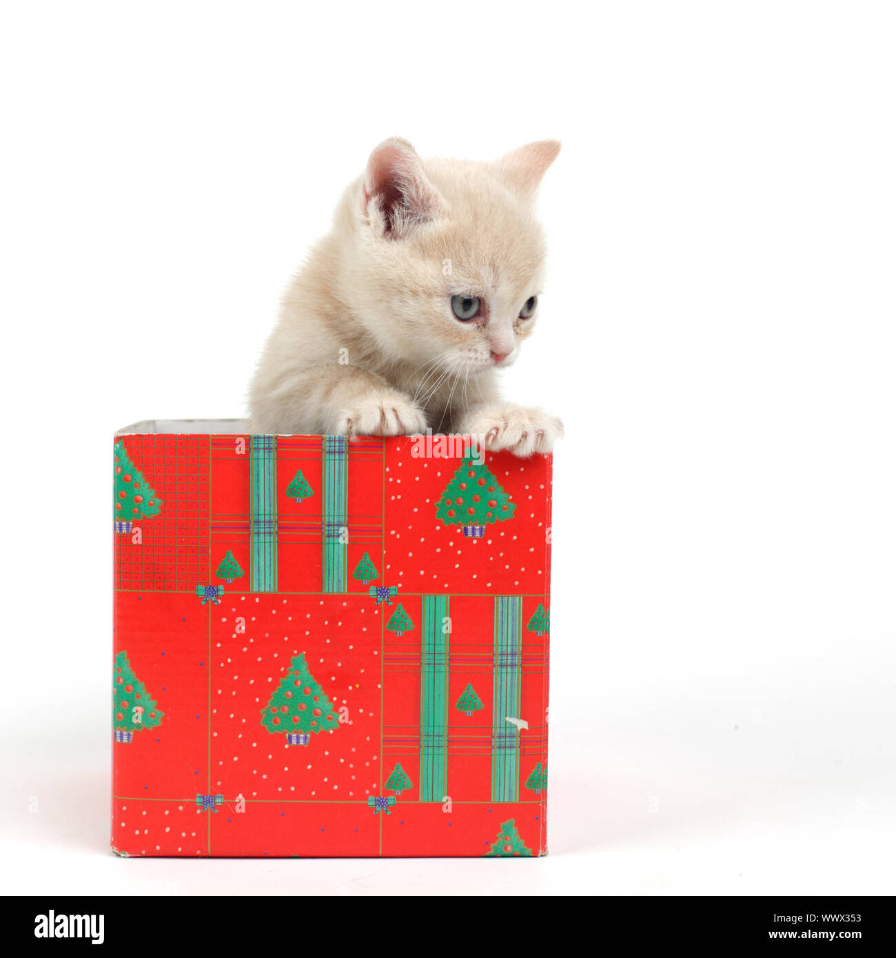 cat in gift box isolated on white background Stock Photo - Alamy