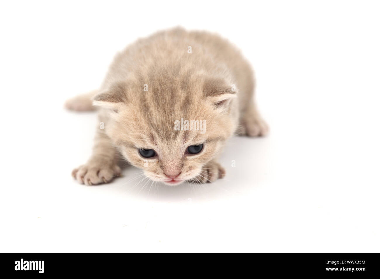 cat isolated on white background Stock Photo - Alamy