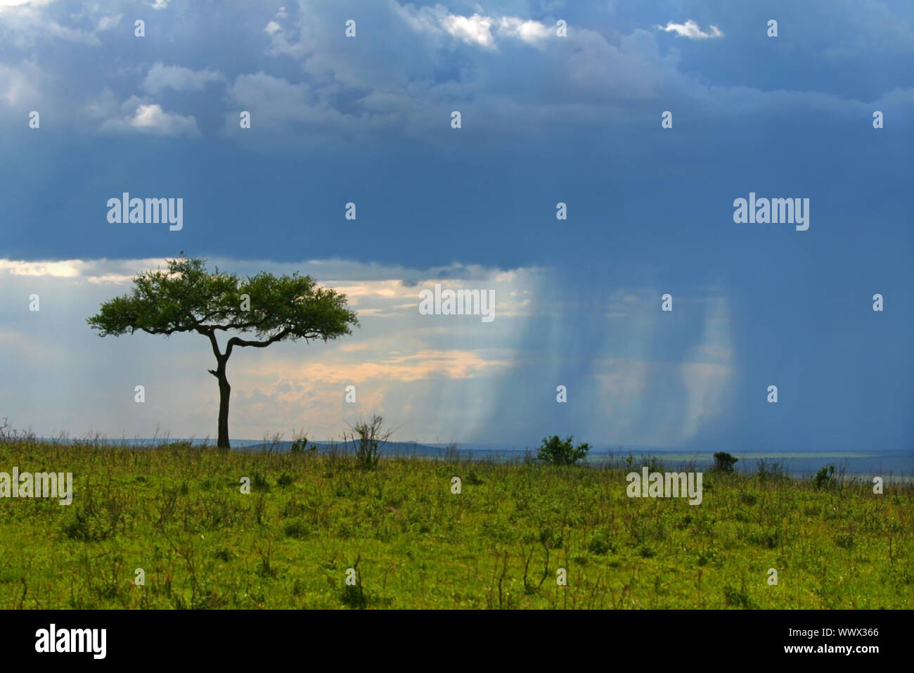 African peace tree hi-res stock photography and images - Alamy