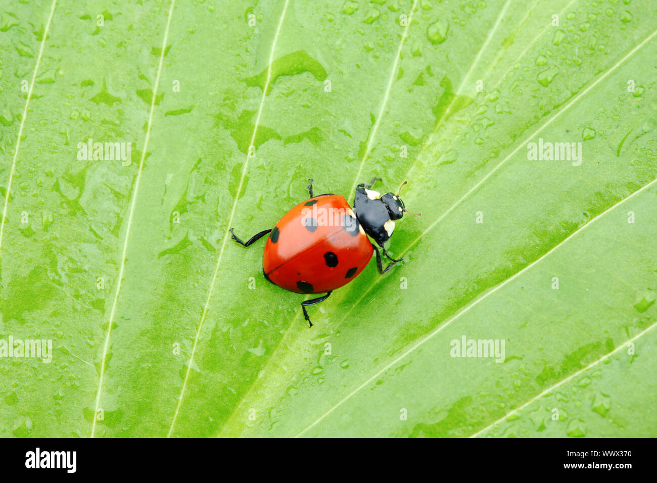 ladybug on big green leaf Stock Photo - Alamy