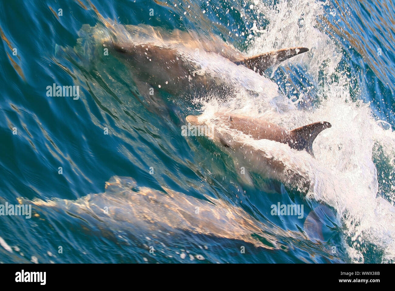 Dolphin clean hi-res stock photography and images - Alamy