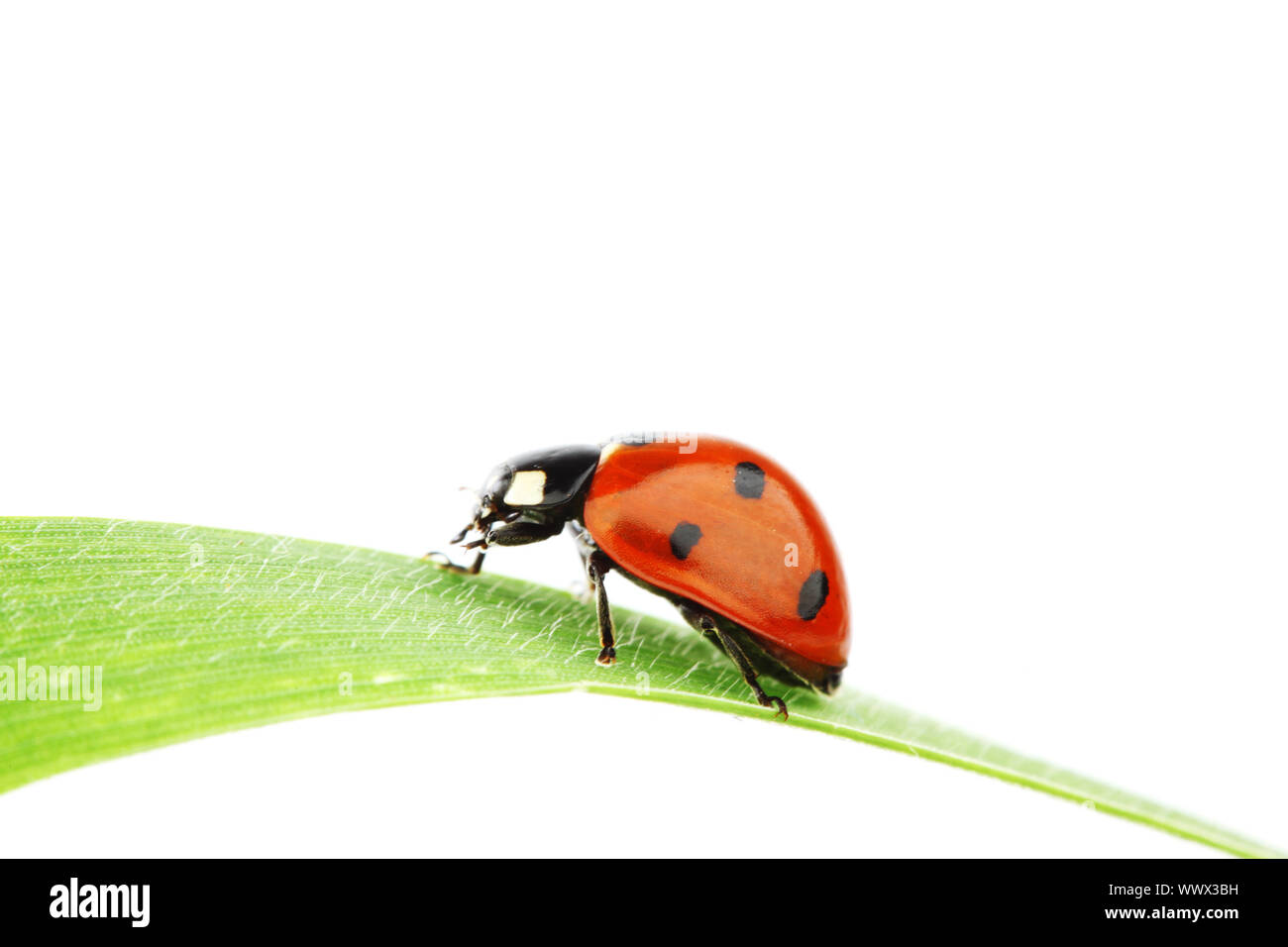 ladybug on green grass isolated white background Stock Photo - Alamy