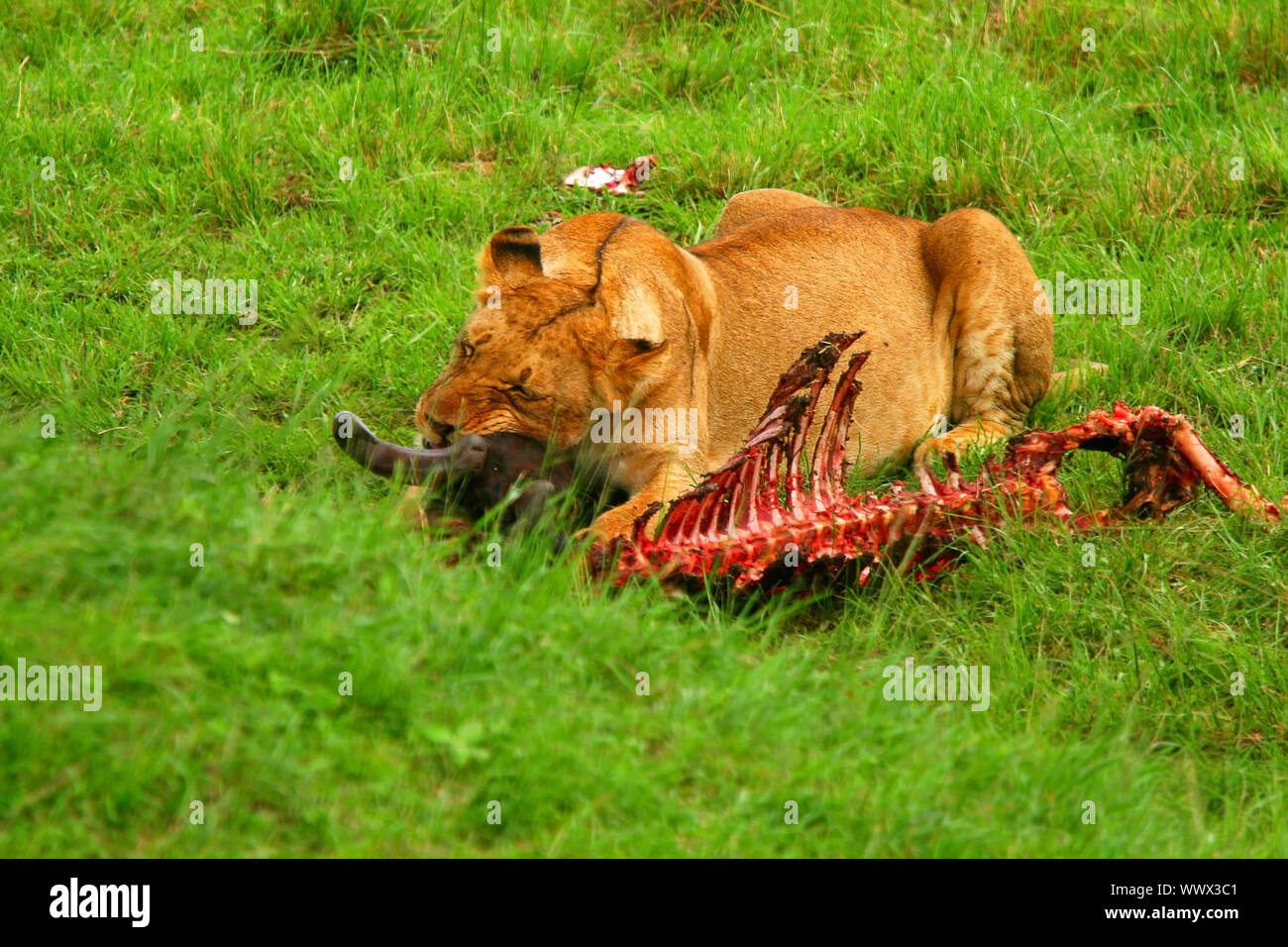 Lion Eating Wildebeest Alive