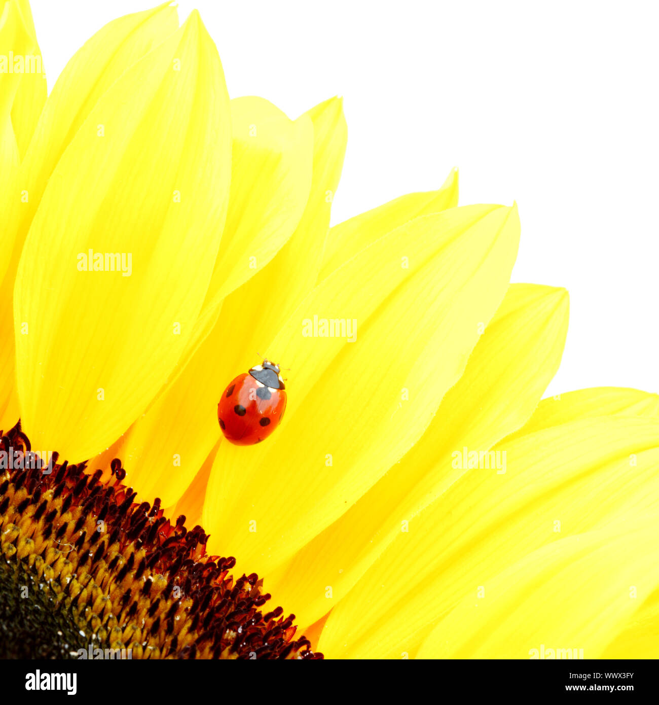 ladybug on sunflower isolated white background Stock Photo - Alamy