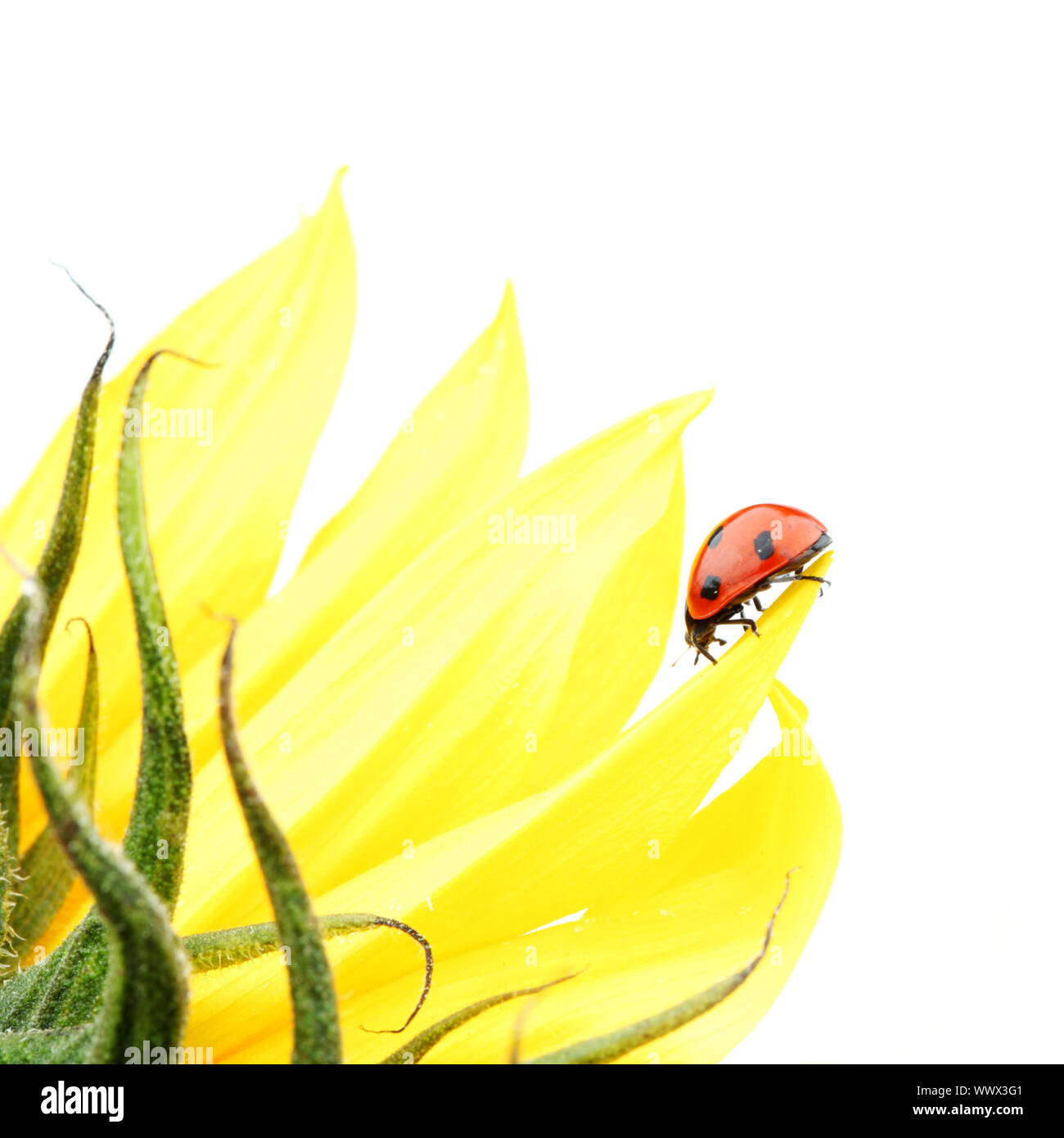 ladybug on sunflower isolated white background Stock Photo - Alamy