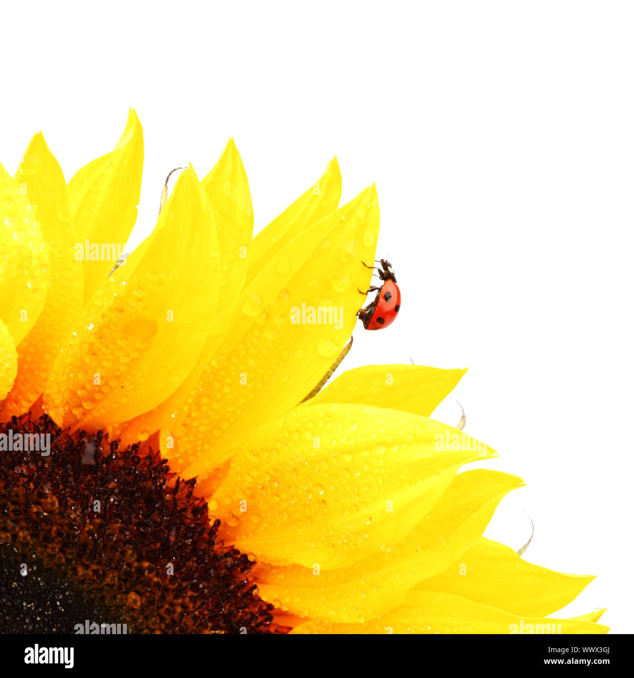 ladybug on sunflower isolated white background Stock Photo - Alamy