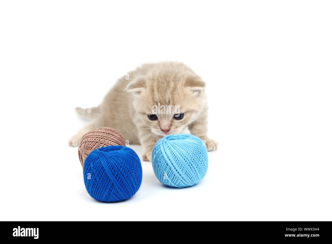 cat and blue wool ball isolated on white Stock Photo - Alamy