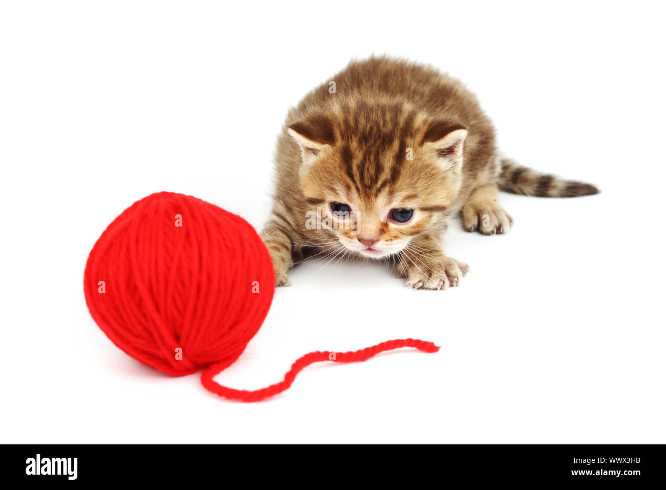cat and red wool ball isolated on white Stock Photo - Alamy