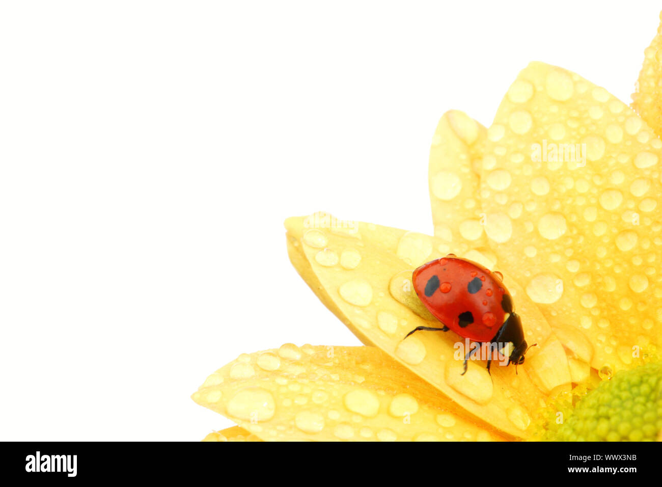 ladybug on yellow flower isolated white background Stock Photo - Alamy