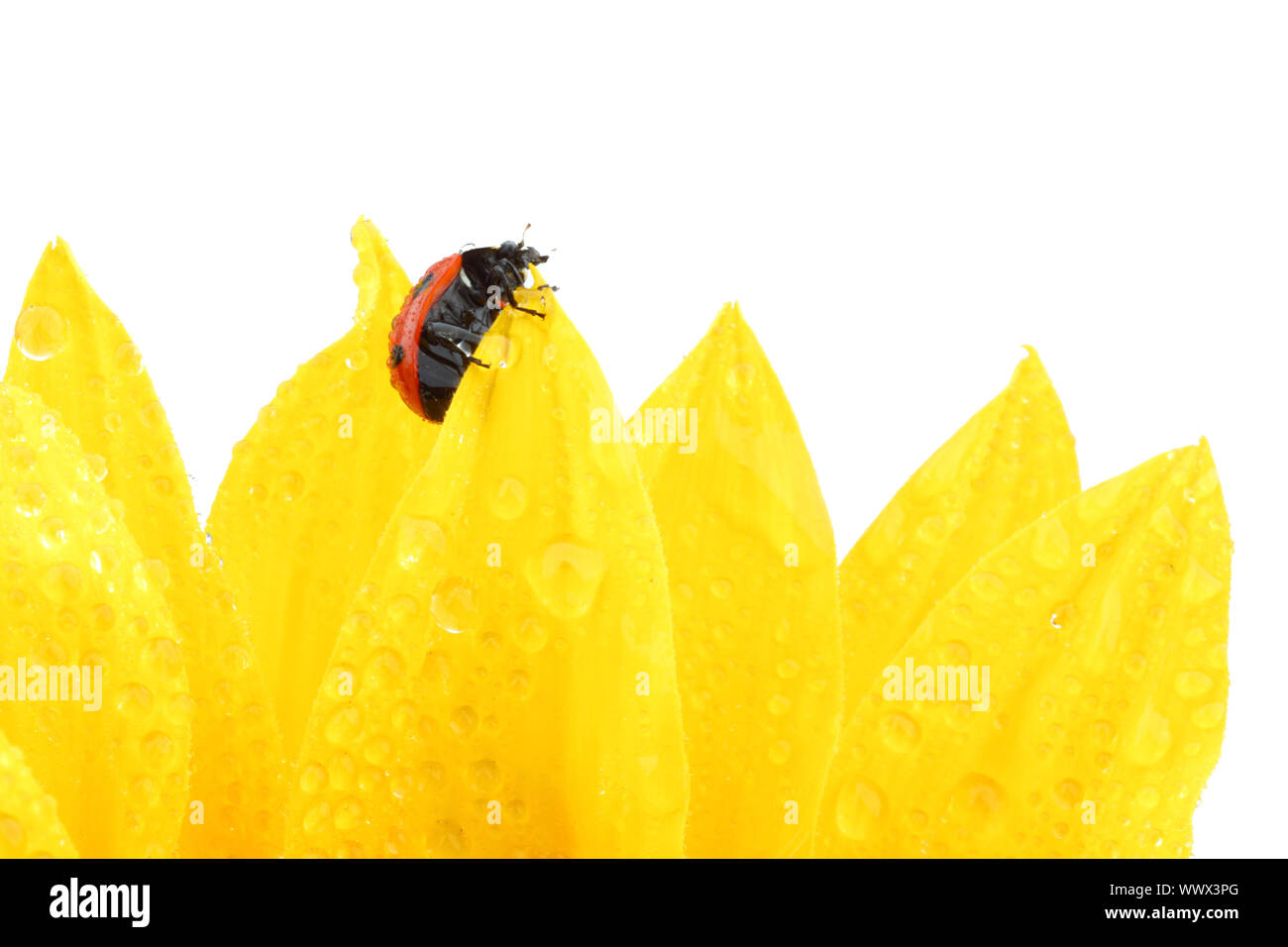 ladybug on sunflower isolated white background Stock Photo - Alamy