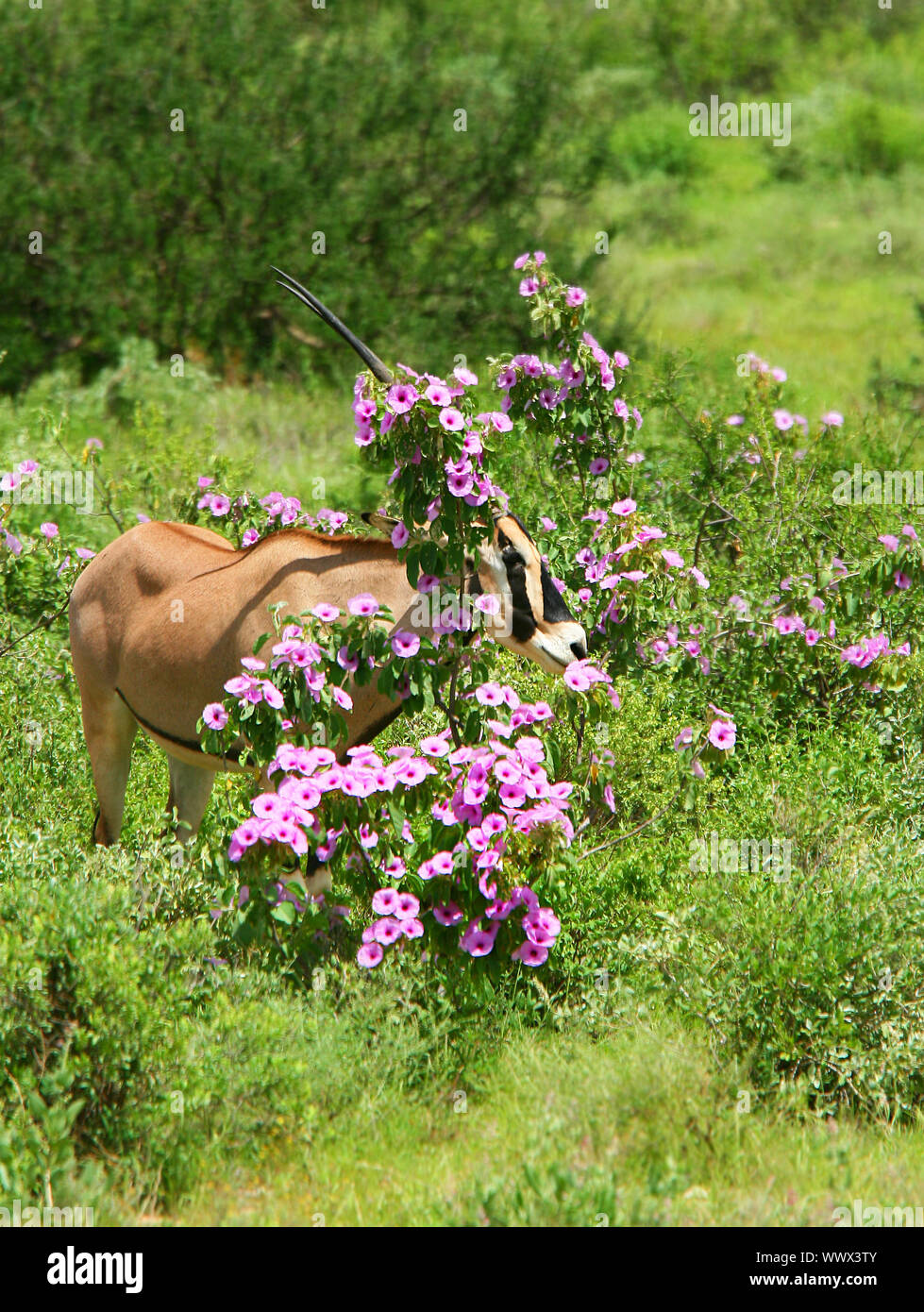 Impala in samburu national reserve hi-res stock photography and images ...