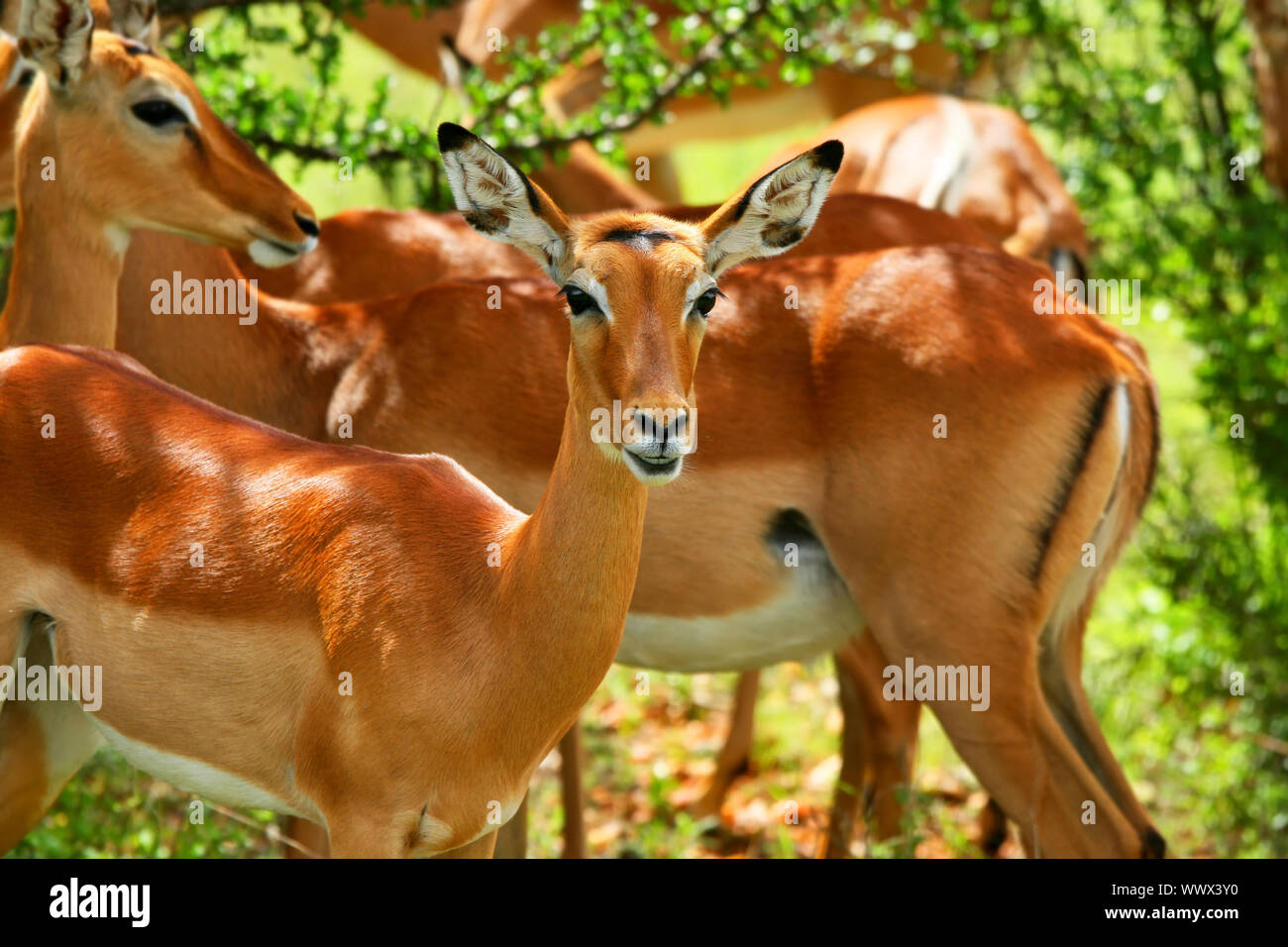 African forest antelope hi-res stock photography and images - Alamy