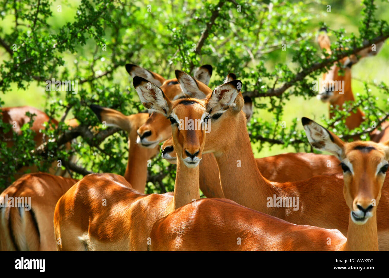 Gazelle antelope hi-res stock photography and images - Alamy