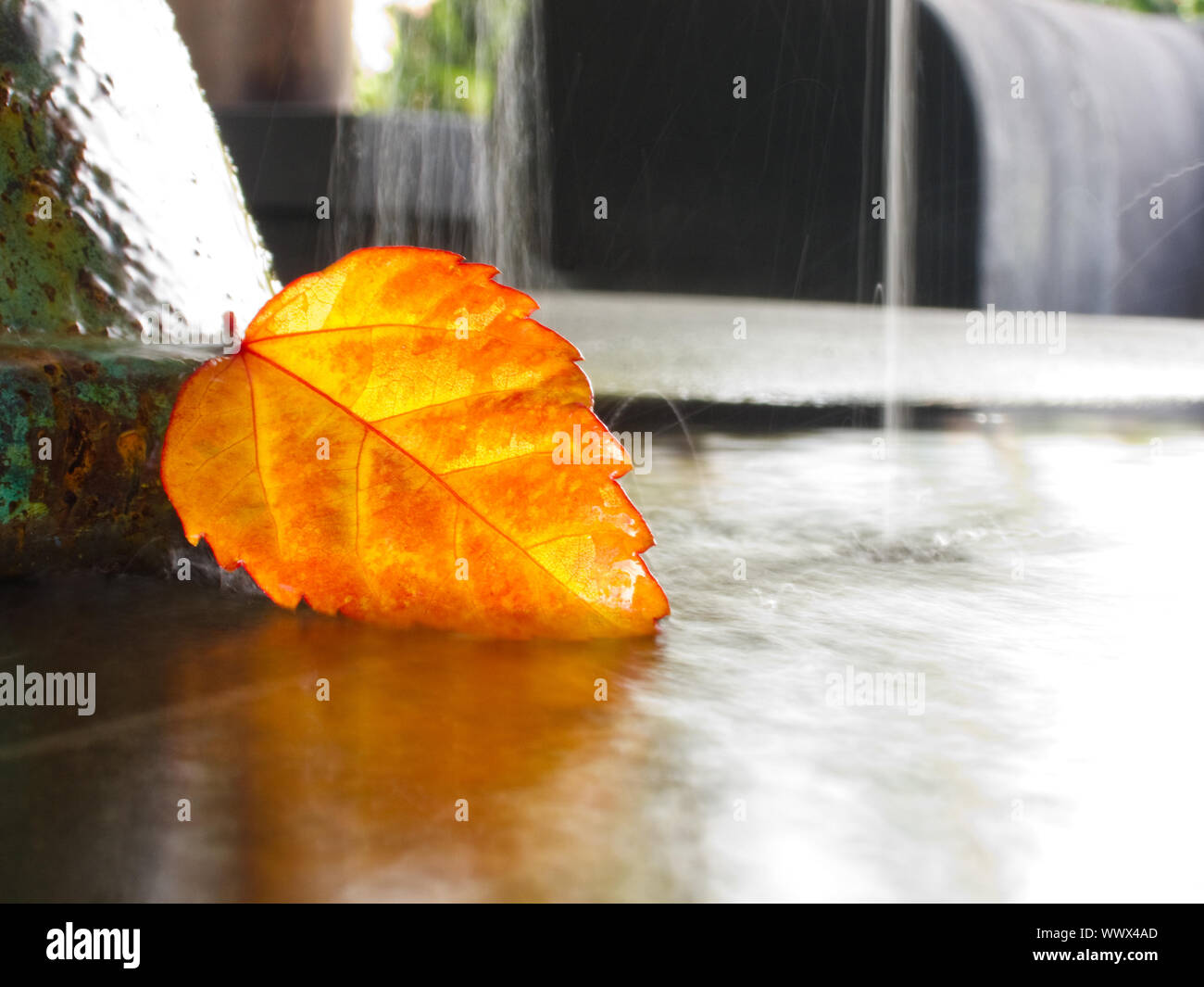 Golden leave floating falling into the water, long exposure Stock Photo ...