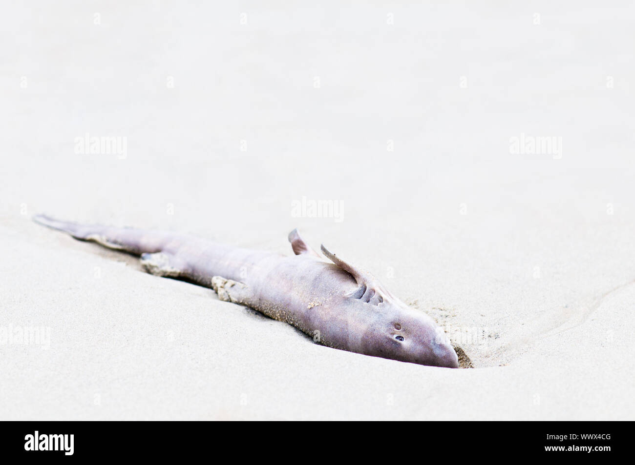 Dead reef shark hi-res stock photography and images - Alamy