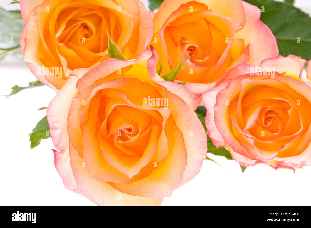 4 roses over white Stock Photo - Alamy