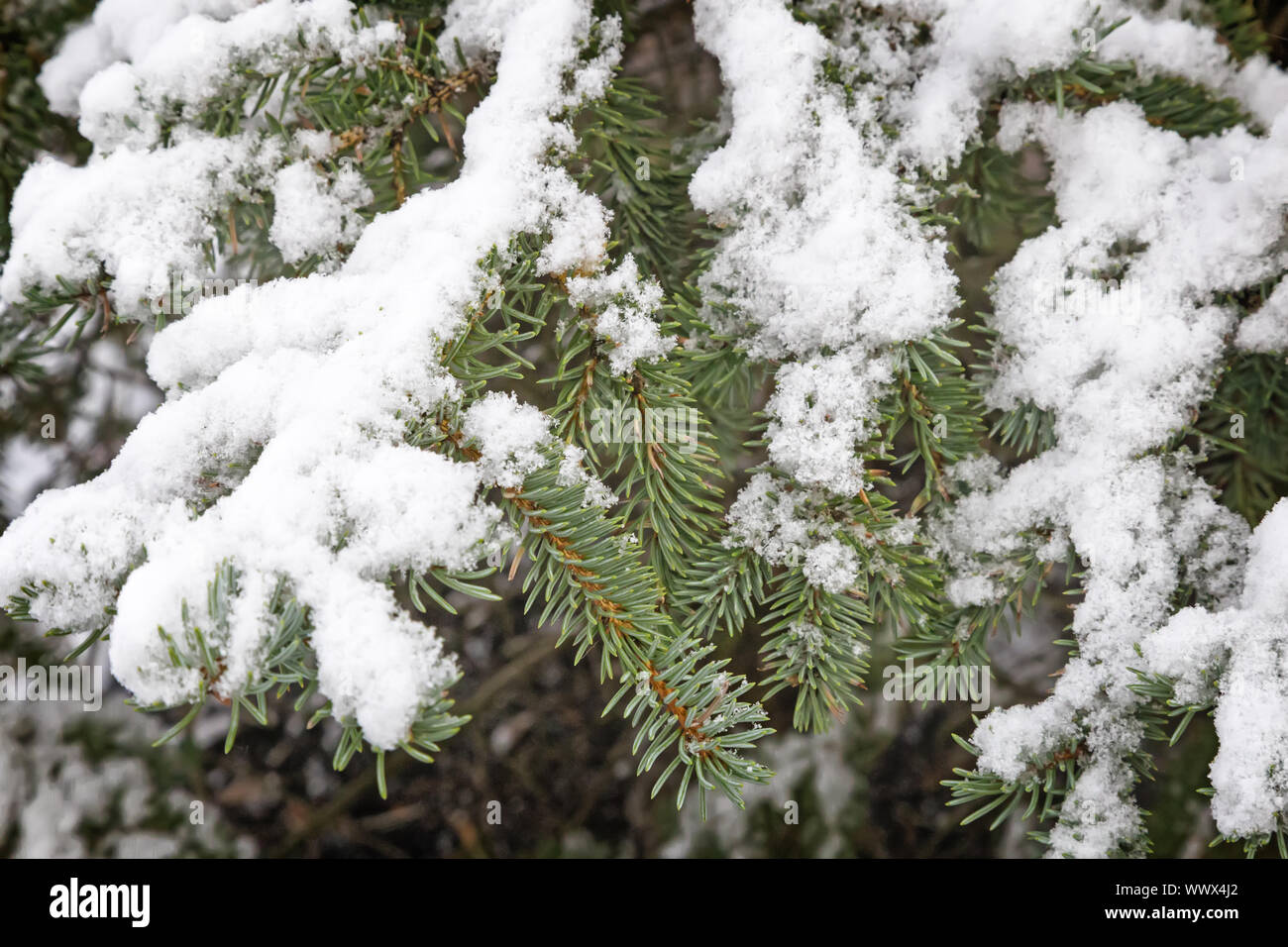 Spruce branch covered with snow. Reference picture Stock Photo - Alamy