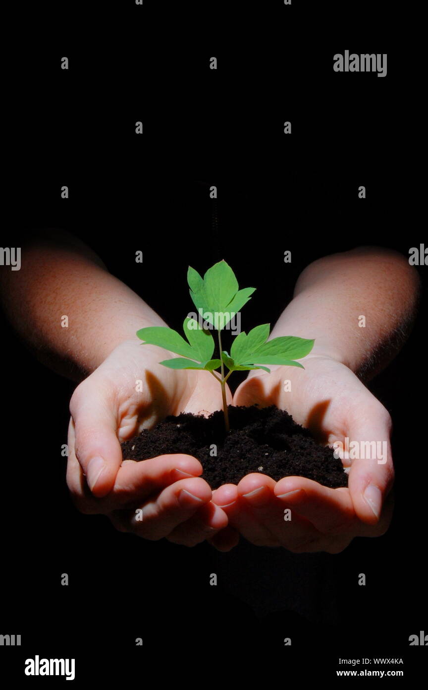 young plant in hands showing concept of environment and growth Stock ...