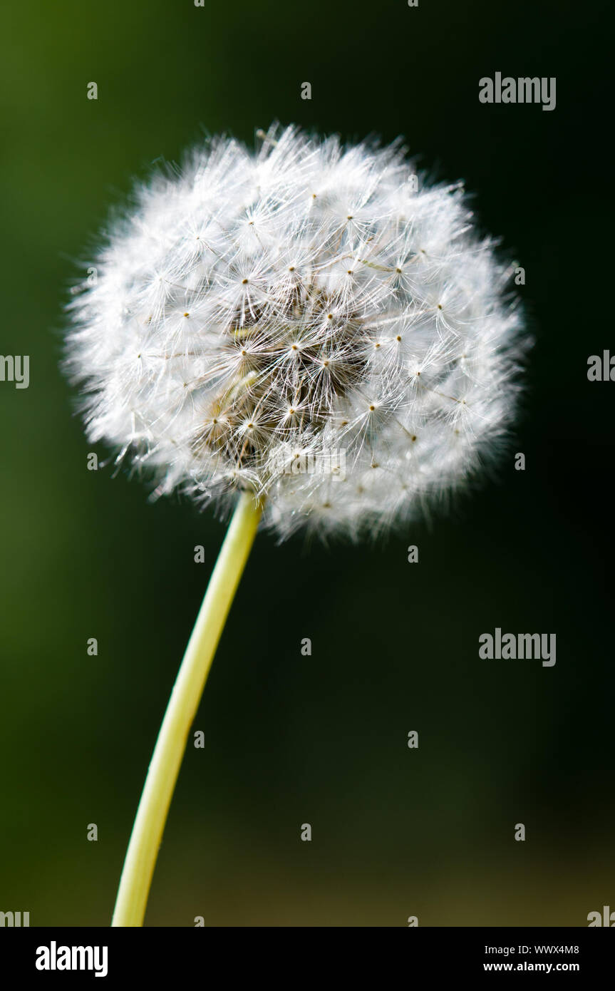 One dandelion flower isolated seed bud intact Stock Photo - Alamy