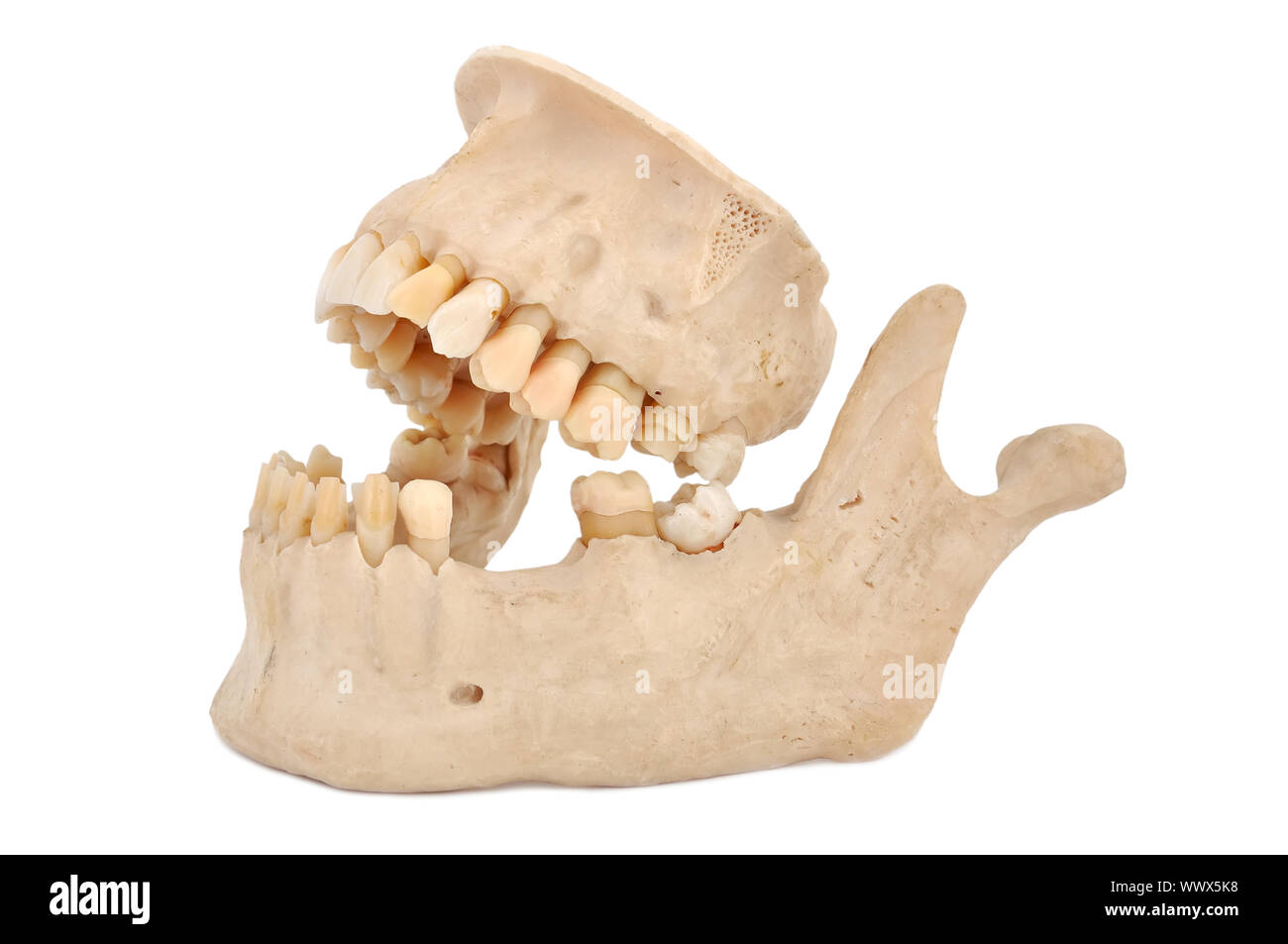 model of human teeth on a white background Stock Photo - Alamy