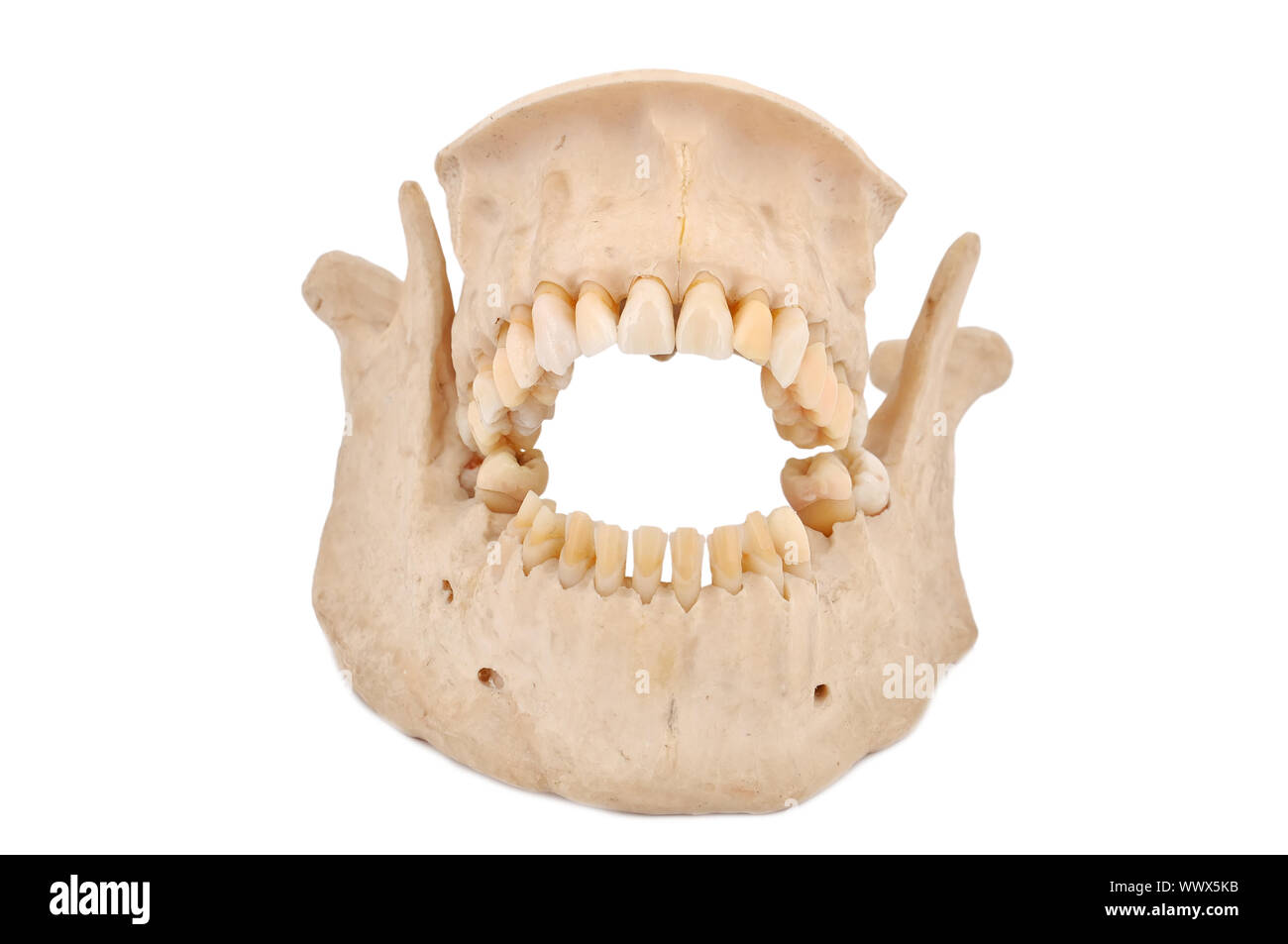 model of human teeth on a white background Stock Photo - Alamy