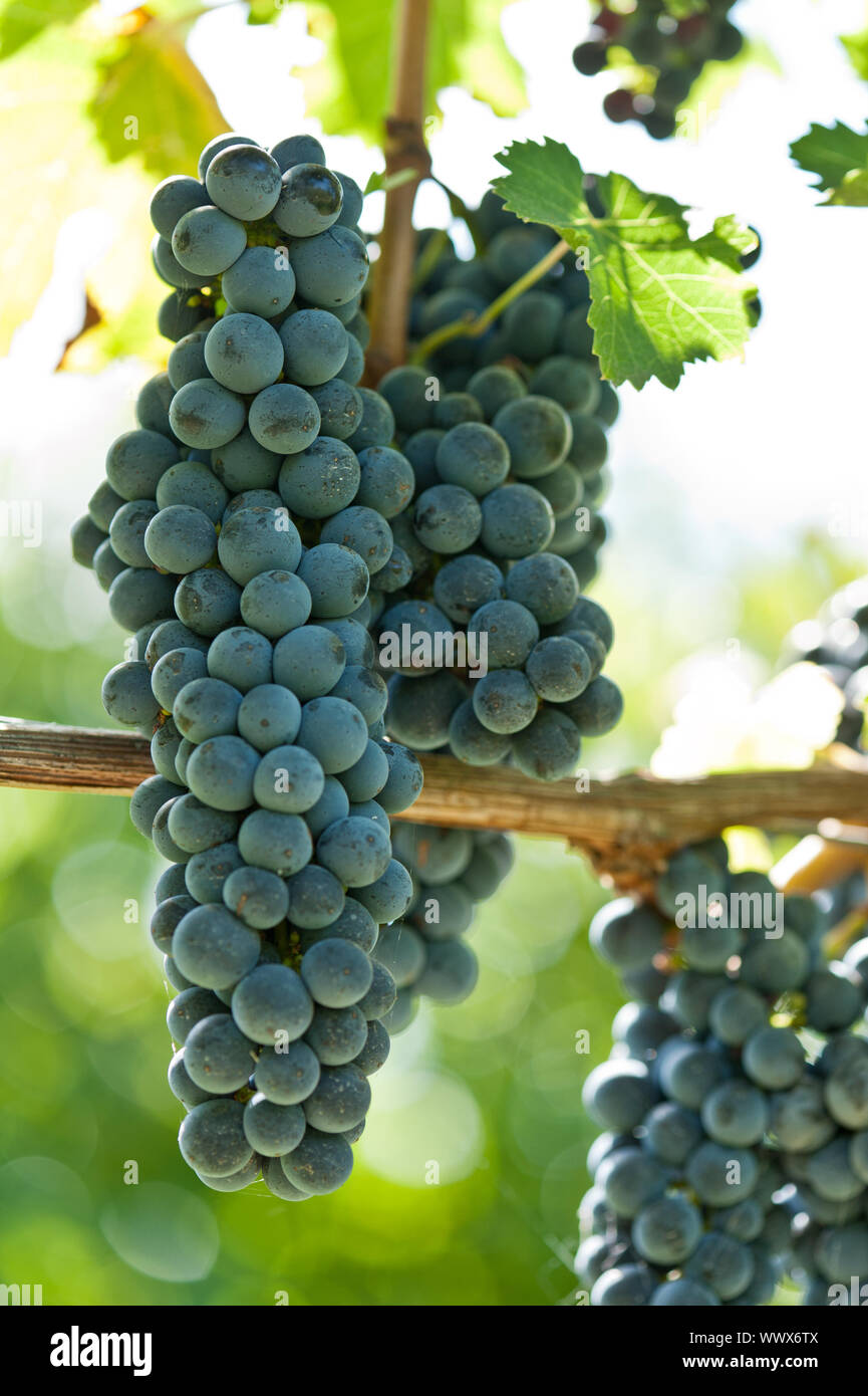 Barbera Grapes High Resolution Stock Photography and Images - Alamy