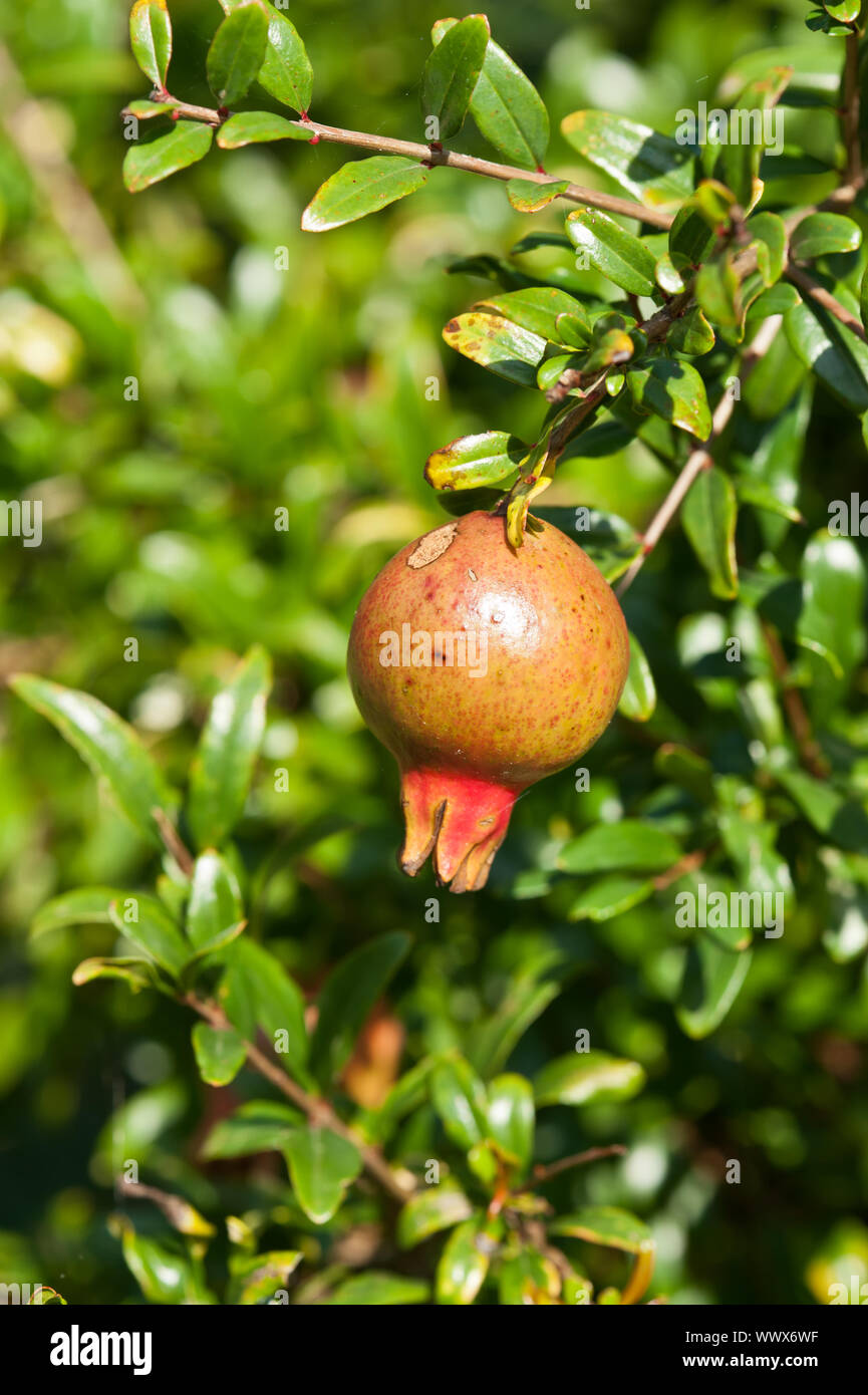 Blossom Of A Pomegranate Tree High Resolution Stock Photography and ...