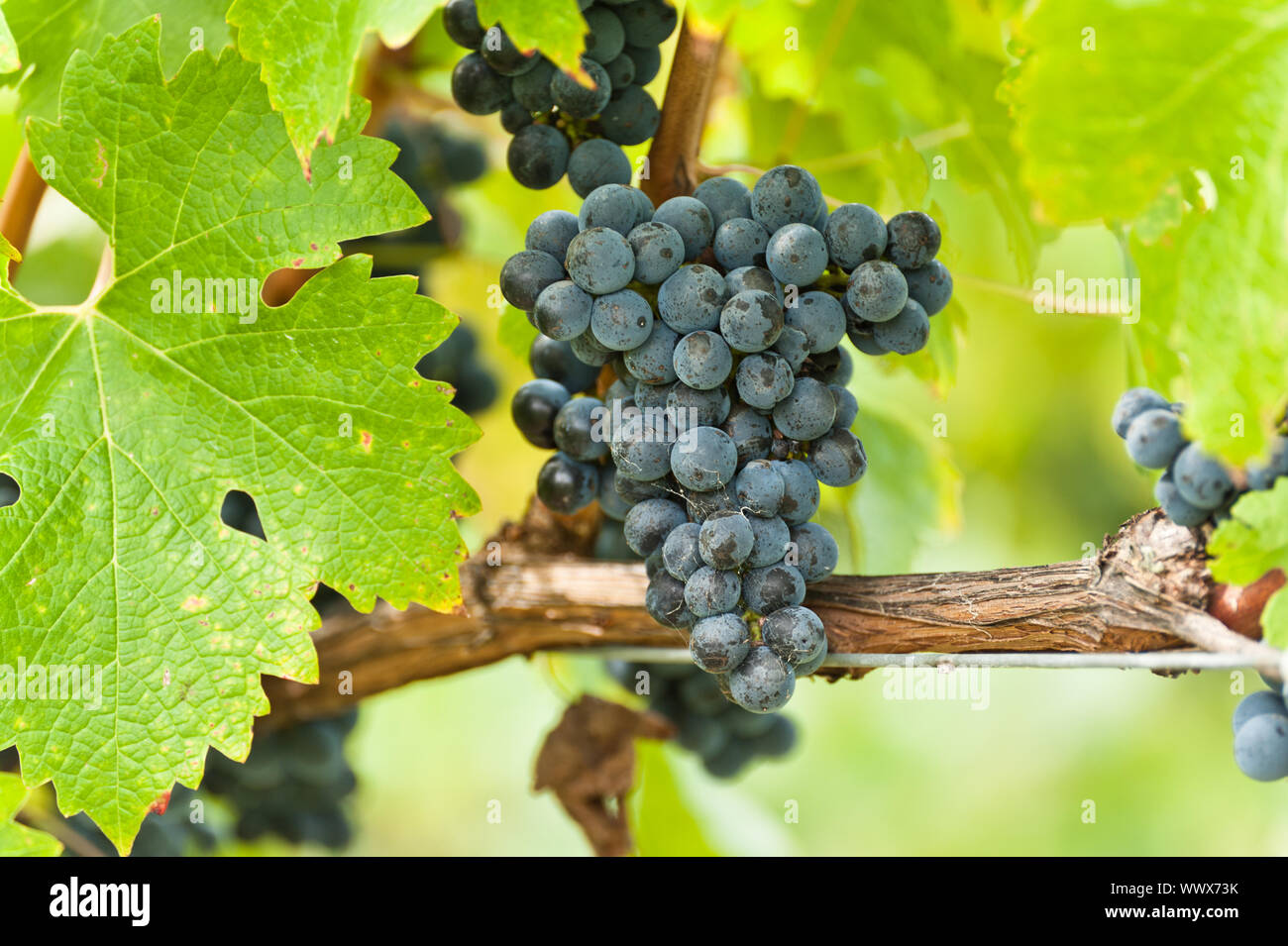 Ripe red wine grapes right before harvest in the summer sun Stock Photo ...