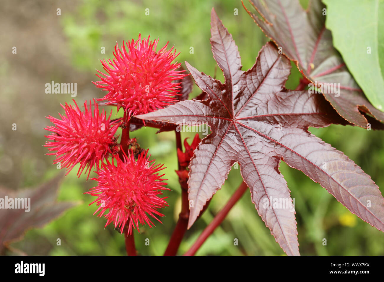 Castor oil plant, Ricinus communis Stock Photo - Alamy