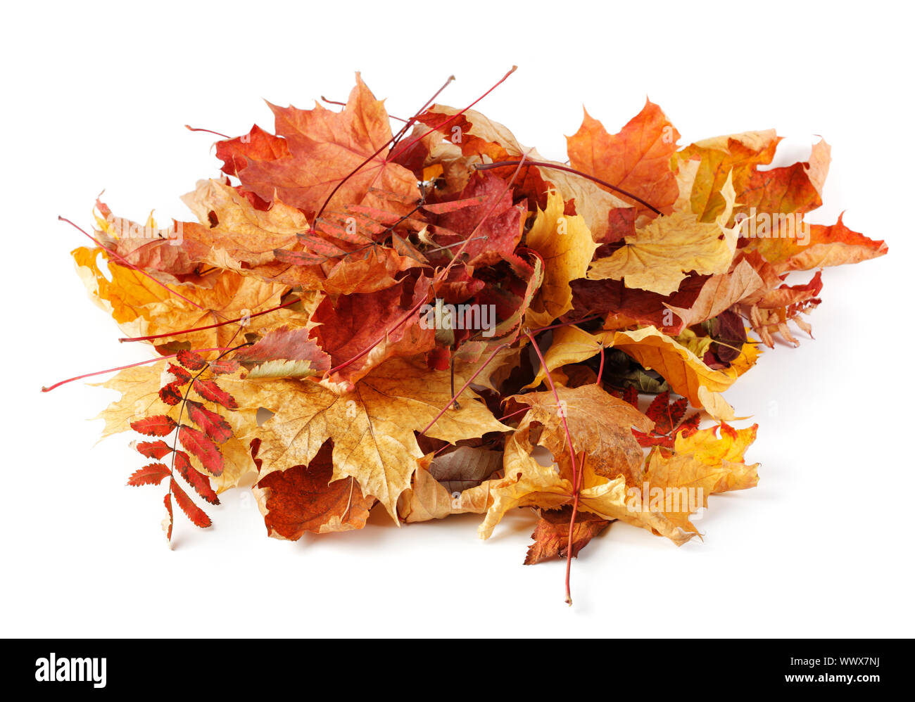 A heap of different autumn leaves on white Stock Photo - Alamy