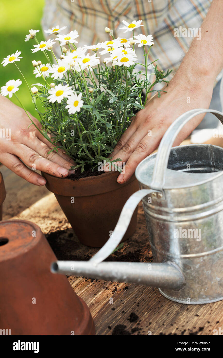 Hands putting white flowers in a pot Stock Photo - Alamy