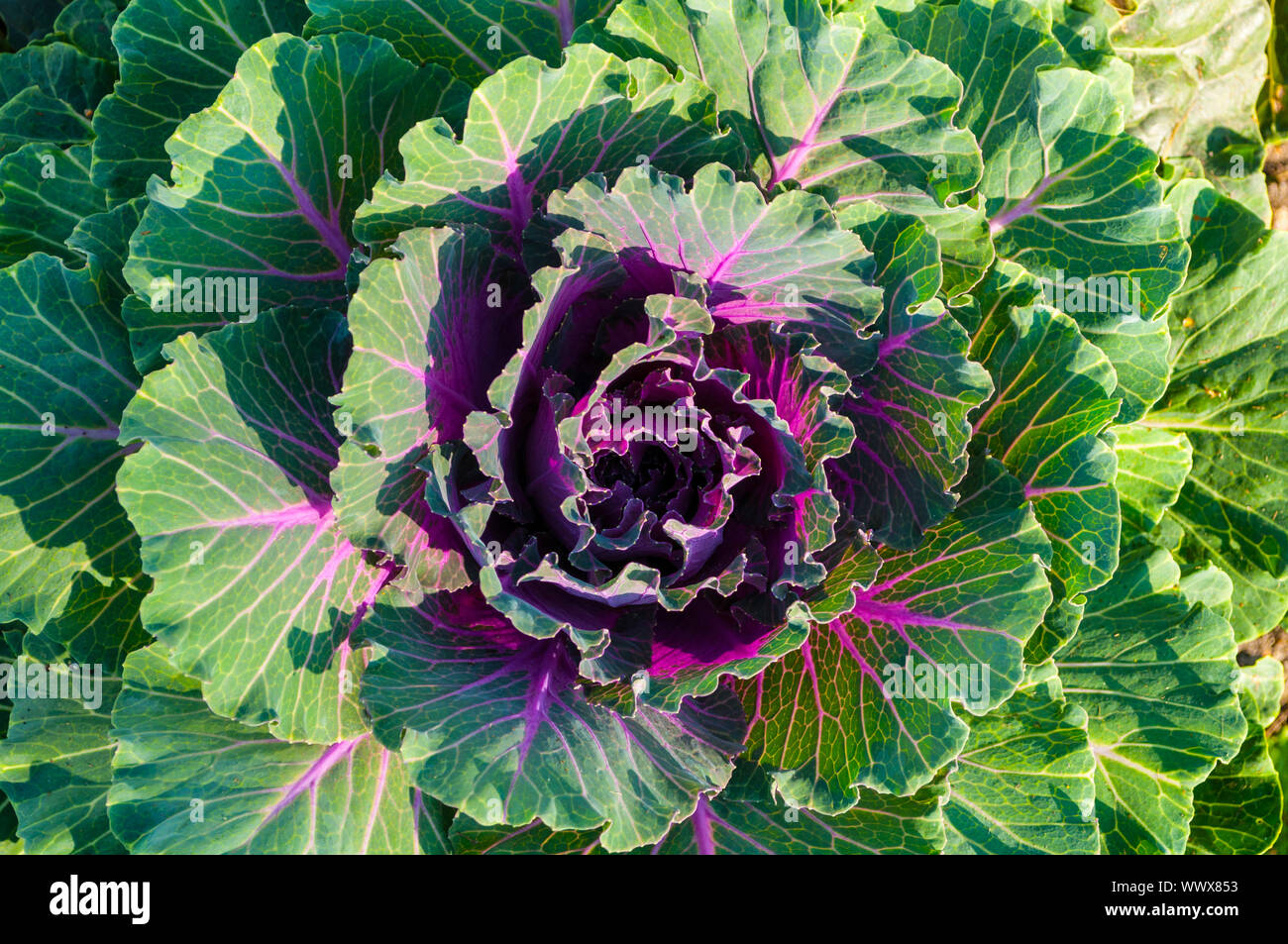 Brassica oleracea var acephala brassica hi-res stock photography and ...