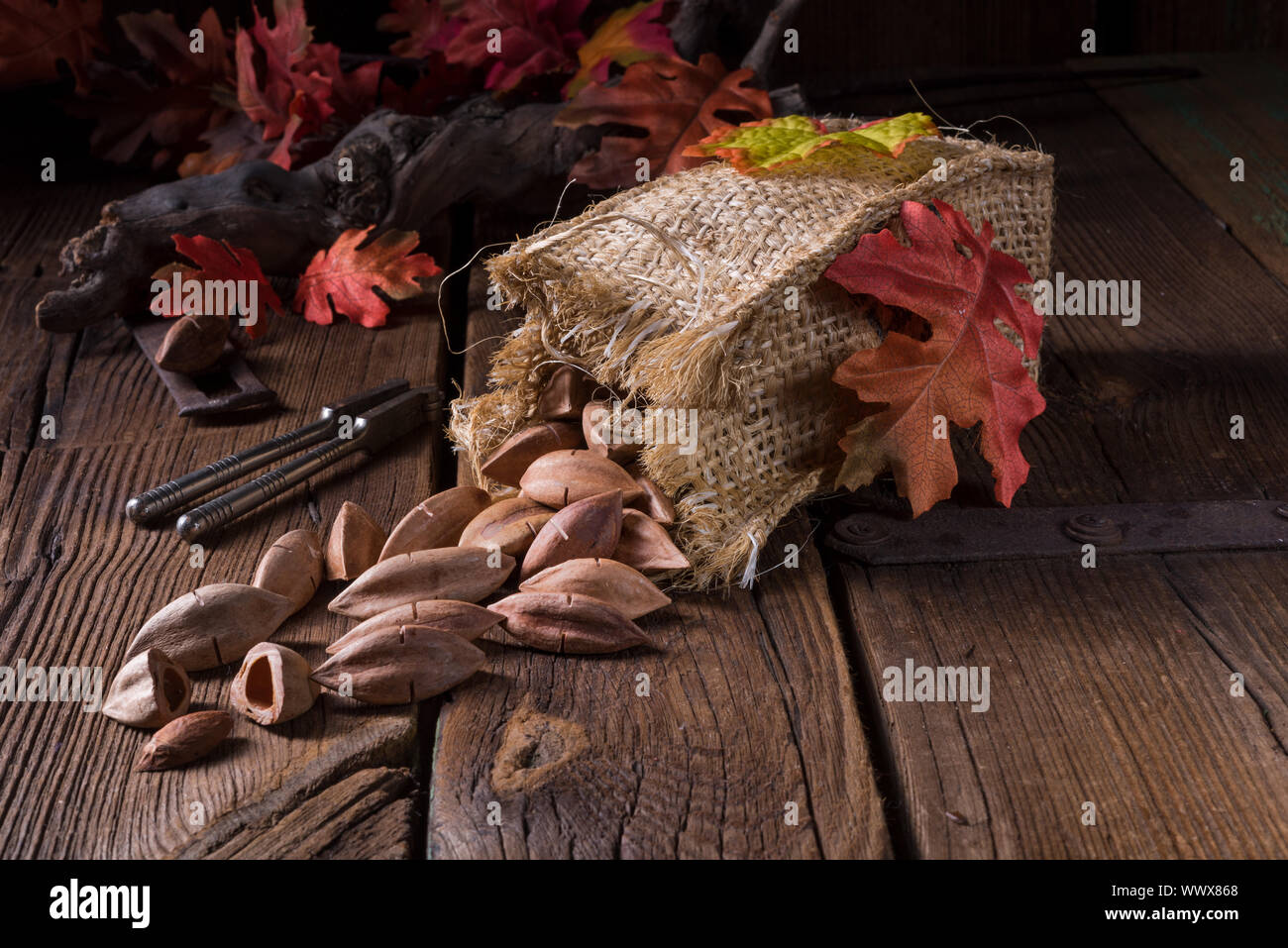 Canarium ovatum, commonly known as pili is a species of tropical tree ...