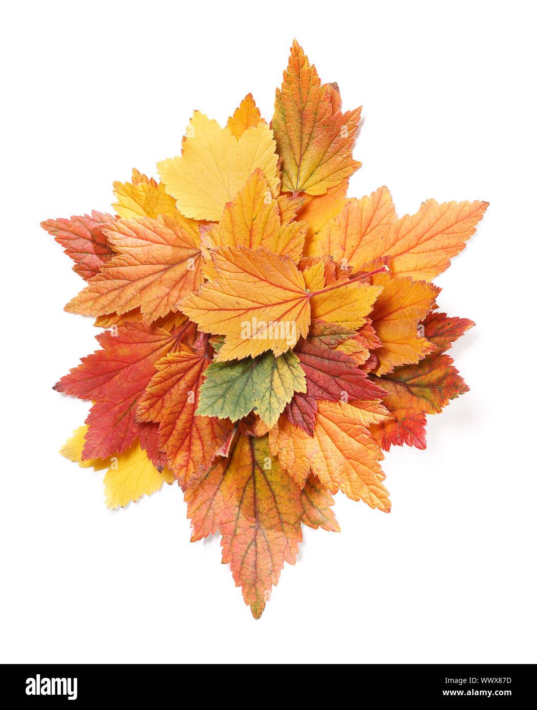 Pile of autumn leaves from a currant bush Stock Photo - Alamy