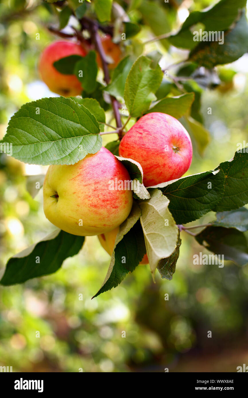 Branch of an apple tree. Short depth-of-field Stock Photo - Alamy