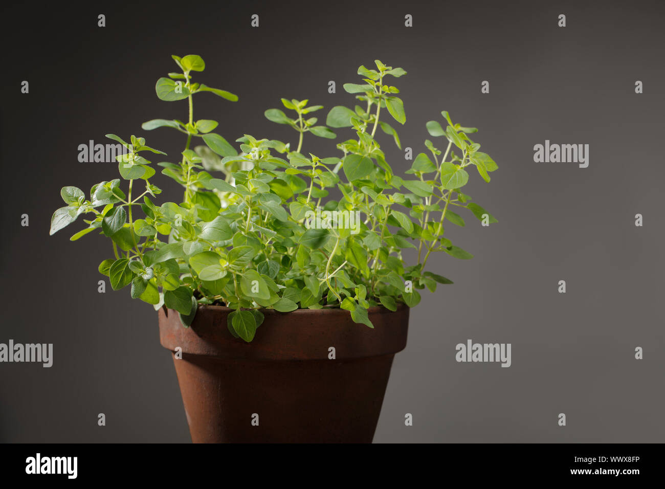 Oregano herb plant in clay pot Stock Photo - Alamy