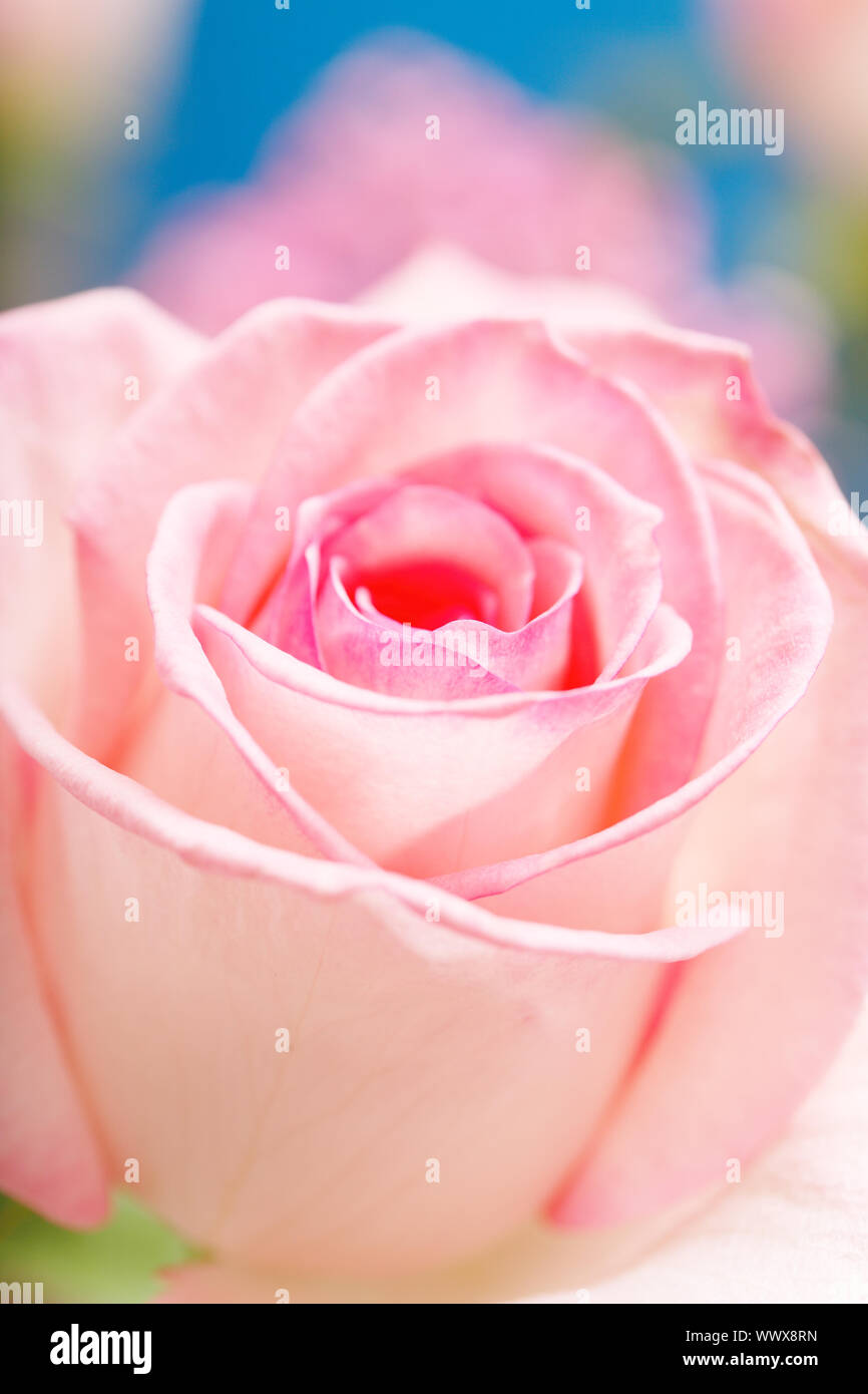 Pink Hybrid Tea Rose. Short depth-of-field Stock Photo - Alamy